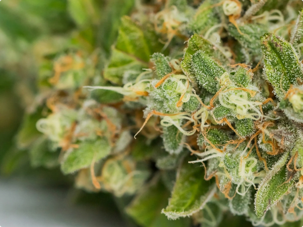 Pink Runtz THCA Flower | Indica - Highly Legal Herbs